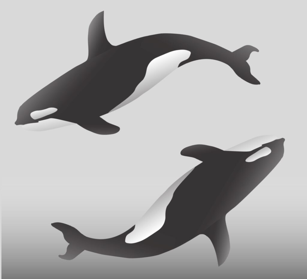 Le orche sono davvero pericolose? La vicenda di Tilikum - La Testata ...